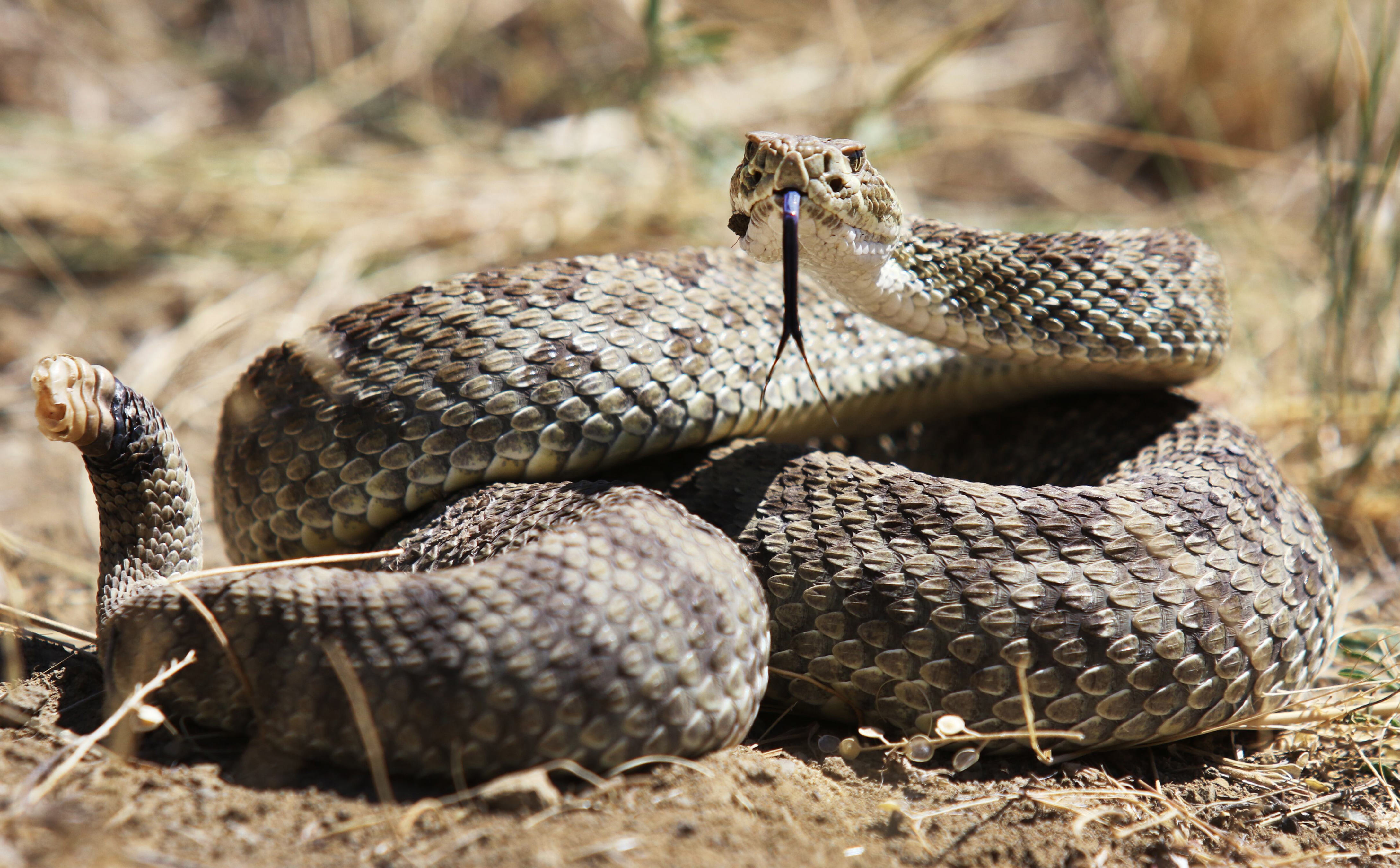 Rapid City officials warn of more rattlesnake encounters this season ...