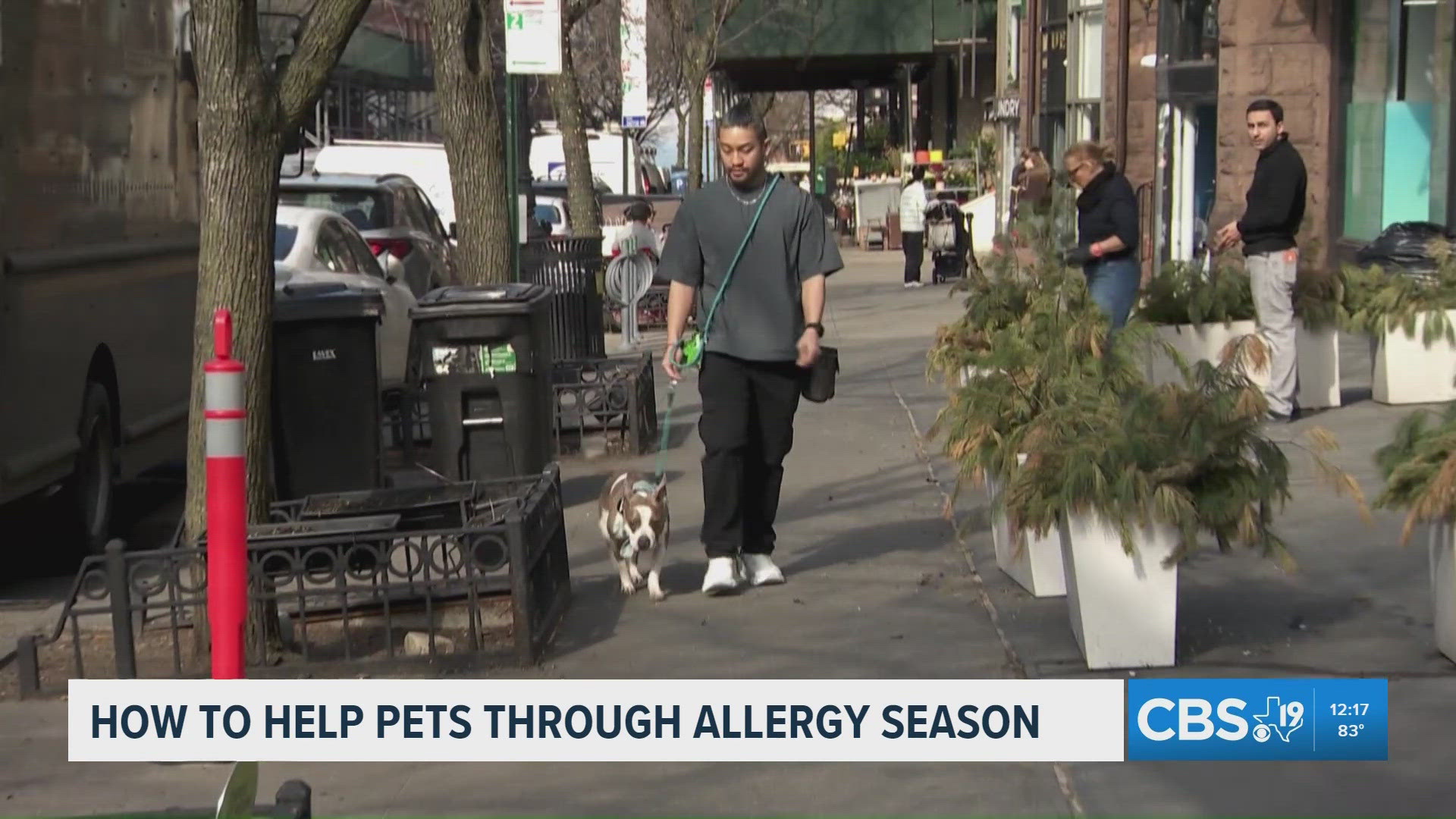 Veterinarians warn seasonal allergies can affect pets, too