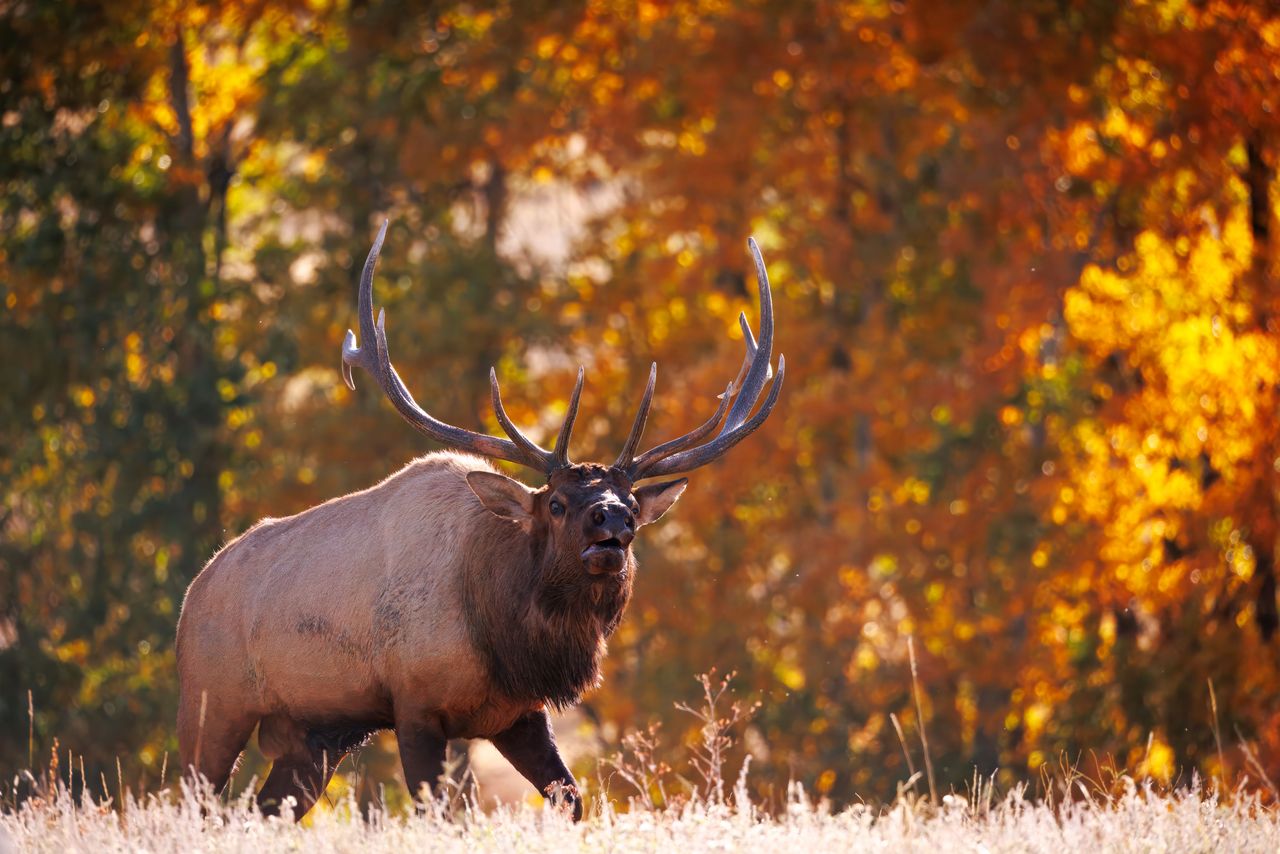 9 reasons the .30-06 still shows up in elk camps dominated by newer ...