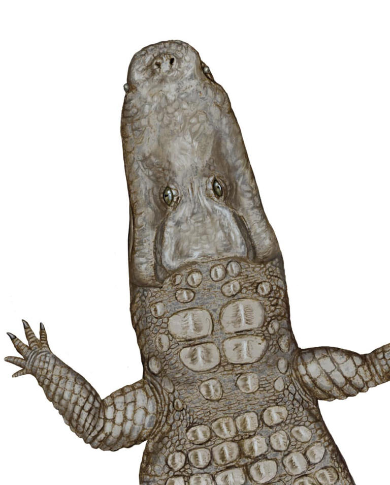 Scientists unearth 27-foot crocodile that once hunted early humans ...