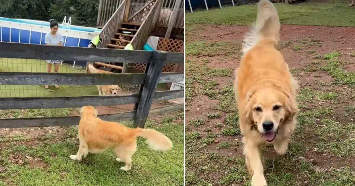 Golden retriever reunites with sister for first time since they were babies