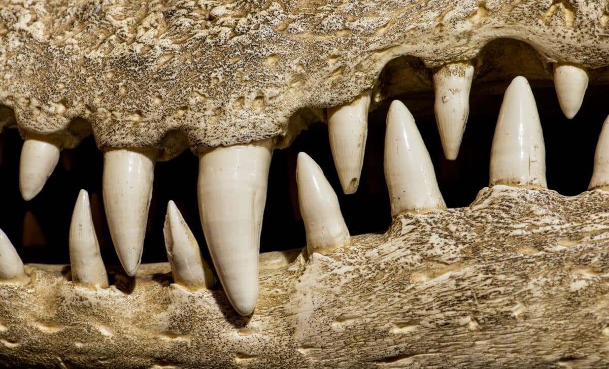 Scientists unearth 27-foot crocodile that once hunted early humans ...