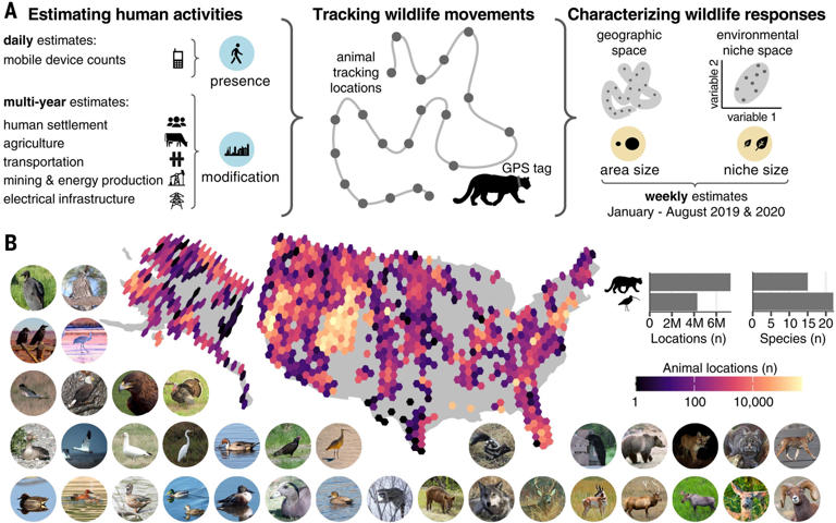 GPS study tracks how animals respond to people across America