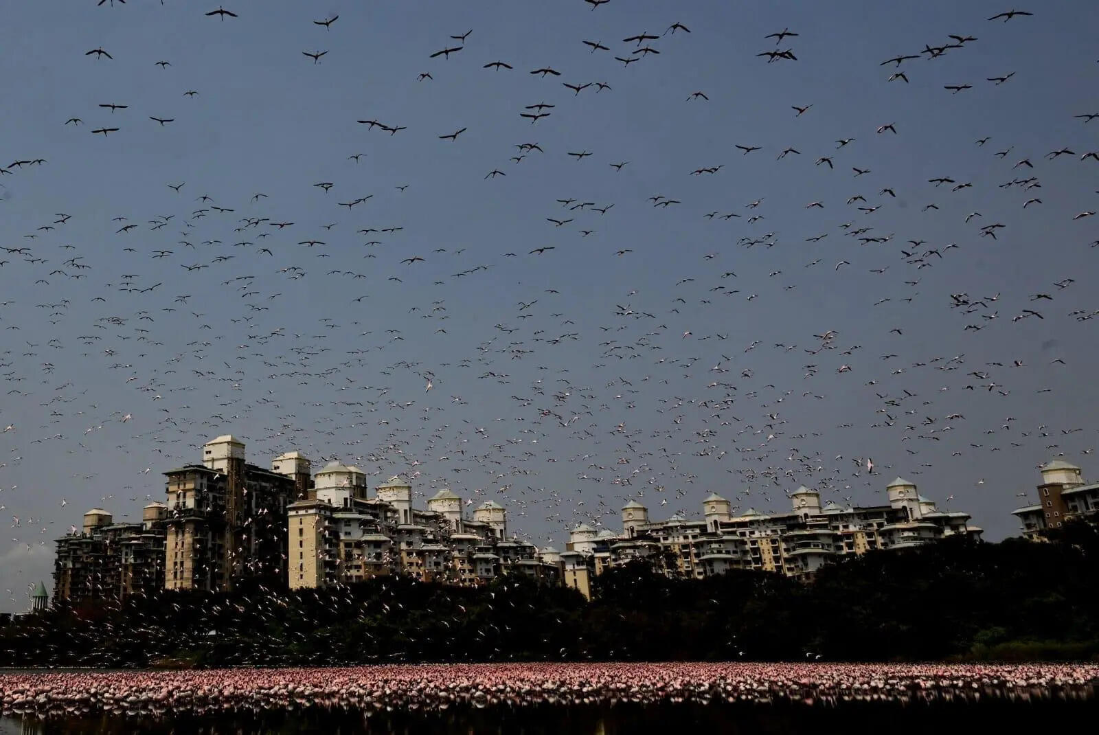 On World Environment Day, environmentalists from Mumbai Metropolitan ...