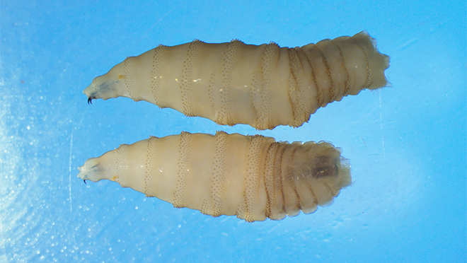 New World screwworm poses no risk to food safety, Mississippi ag ...