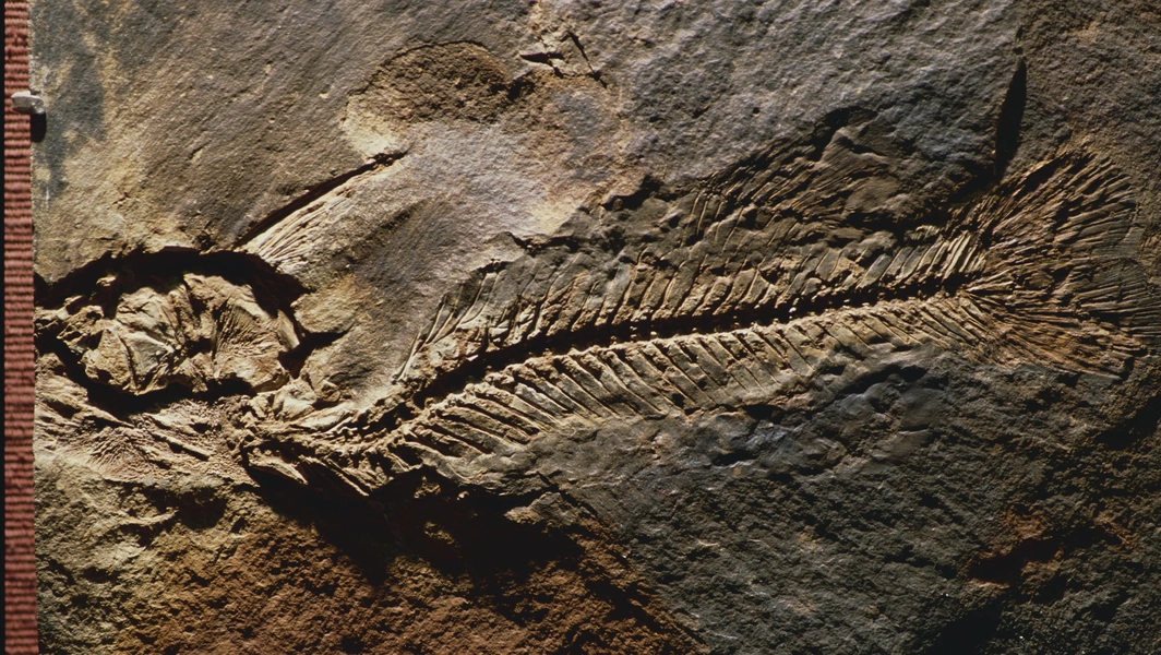 Egypt fossil site reveals rapid rise of modern fish
