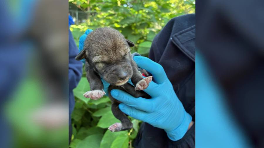 Miller Park Zoo celebrating the birth of endangered red wolf pups