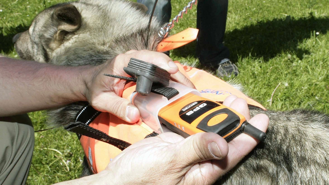 Yale study shows most wildlife alter movement near humans