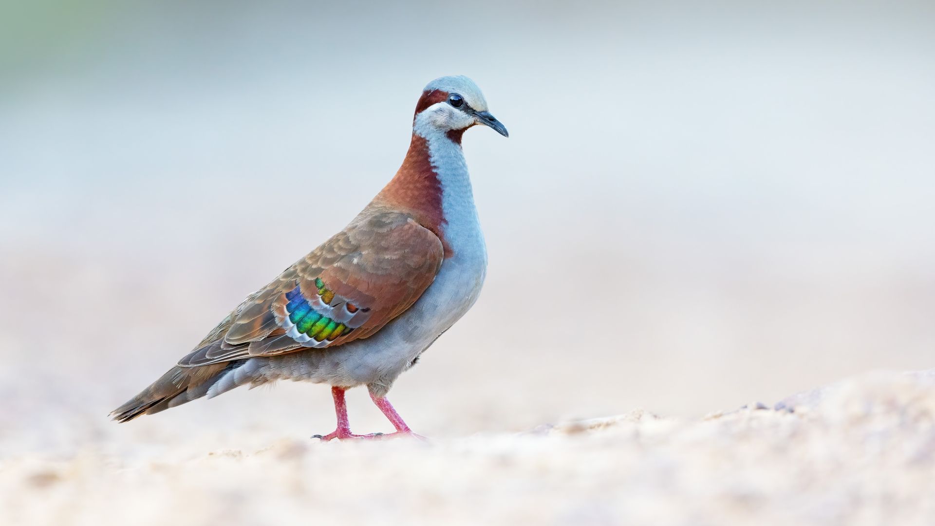 The world's most unusual poisonous animals