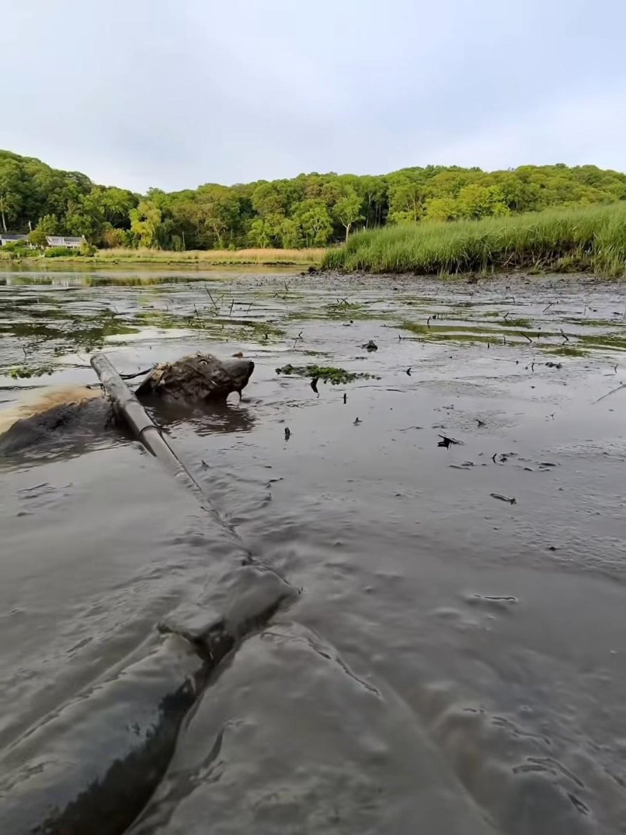 Watch: Coyote rescued from 4-foot-deep mud in New York