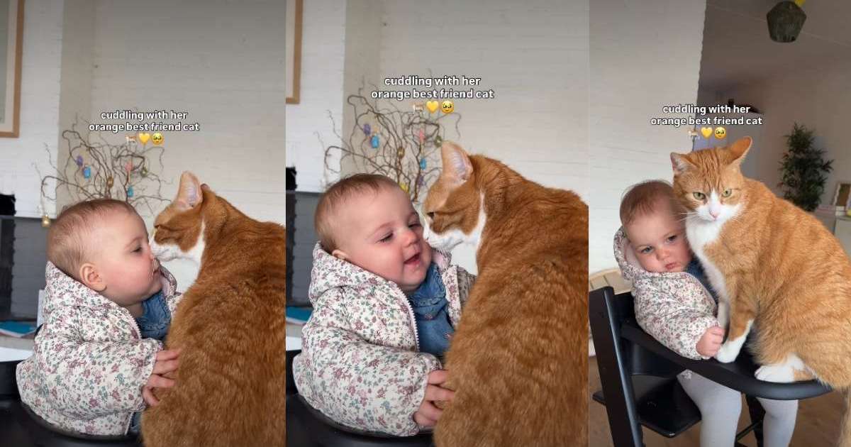 Orange cat cuddling with baby has internet thinking they're soulmates