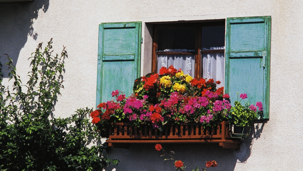 18 vibrant plants for eye-catching window displays