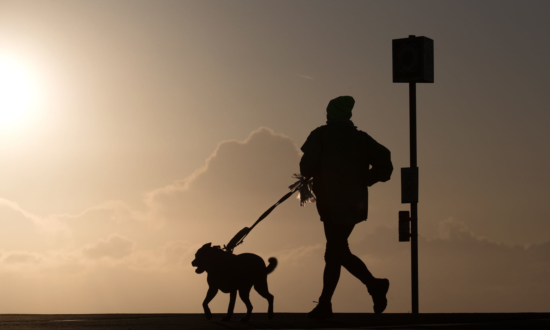 Competitive Britons strapping trackers to dogs to beat friends on ...