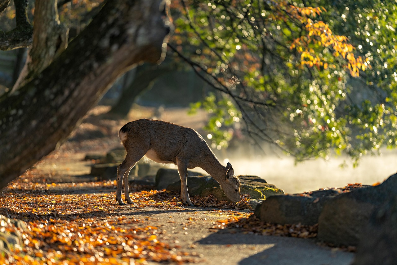 11 compound bow mistakes that first-time deer hunters make before they ...