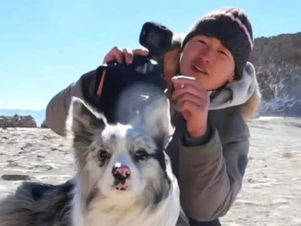 China's internet-famous border collie with 1.5 million followers ...