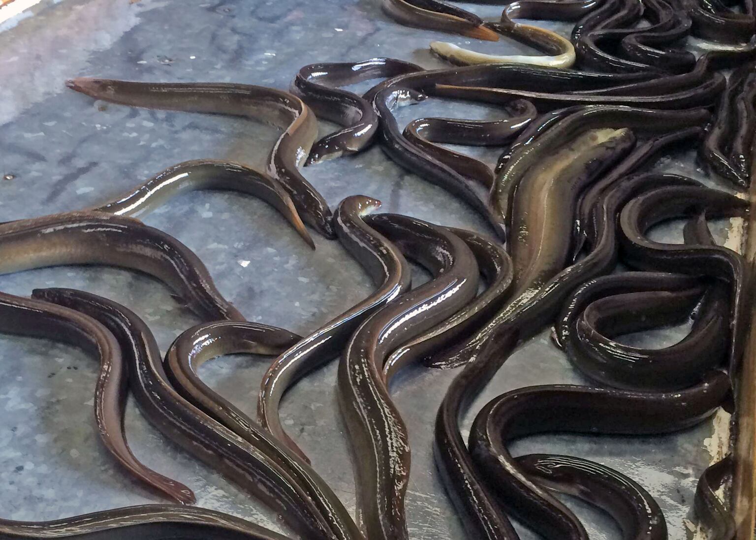 Three year ban on Lough Neagh eel fishing will have 'significant socio ...