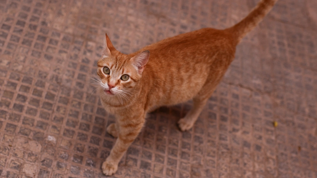 Understanding cat tail language