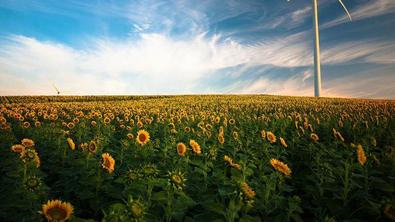 World Environment Day 2026: 25 messages, slogans and quotes to ...