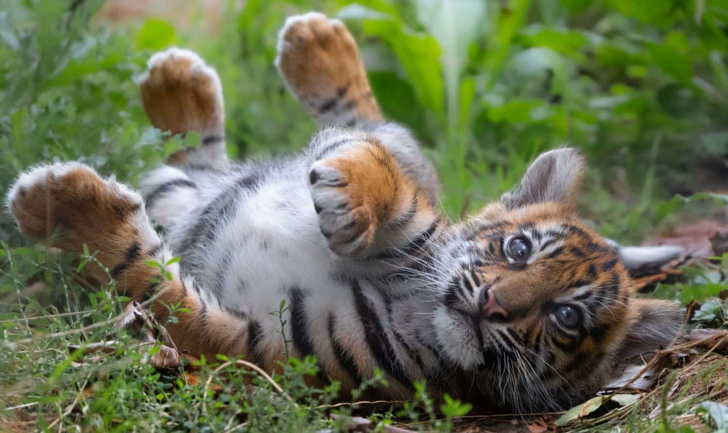 11 animals that are surprisingly legal to own in Texas