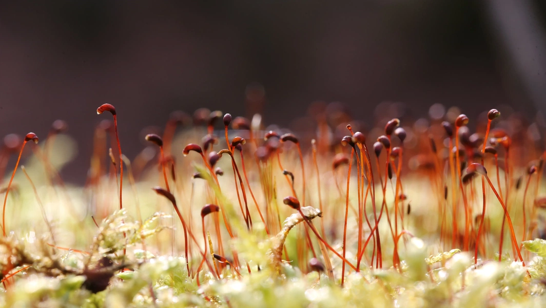 Why moss might be your lawn’s best friend