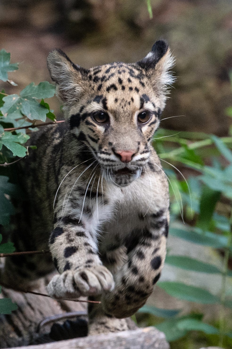 Zoo featured in 'Tiger King' cited after endangered leopard loses leg
