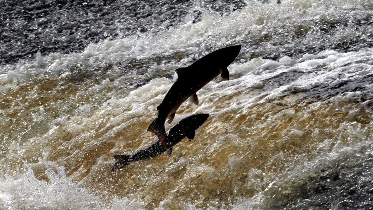 More than 20,000 fish found dead in Co Louth river pollution incident