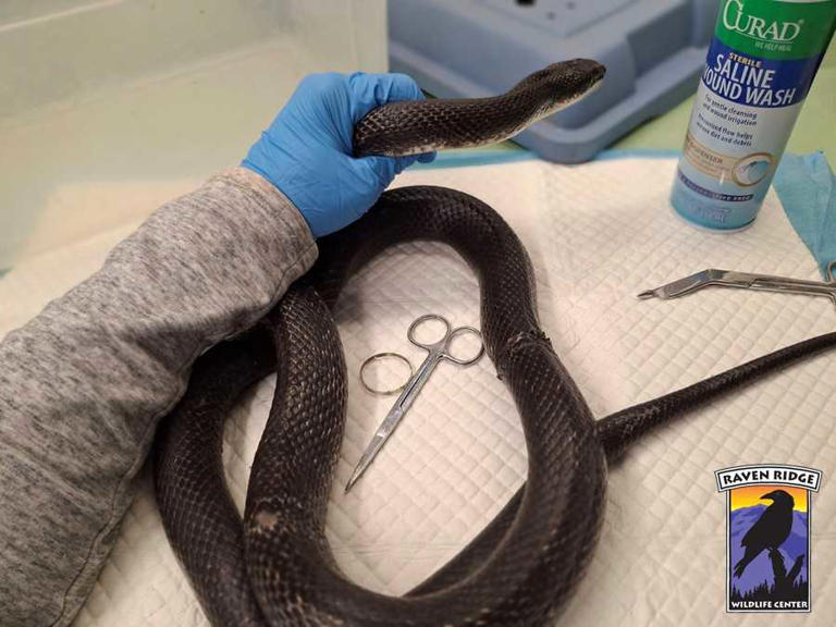 Wildlife center rescues snake found with plastic ring wrapped around body
