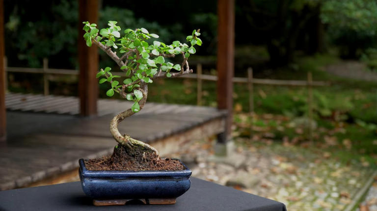 How to turn a simple jade tree into a beautiful & sculpted statement piece