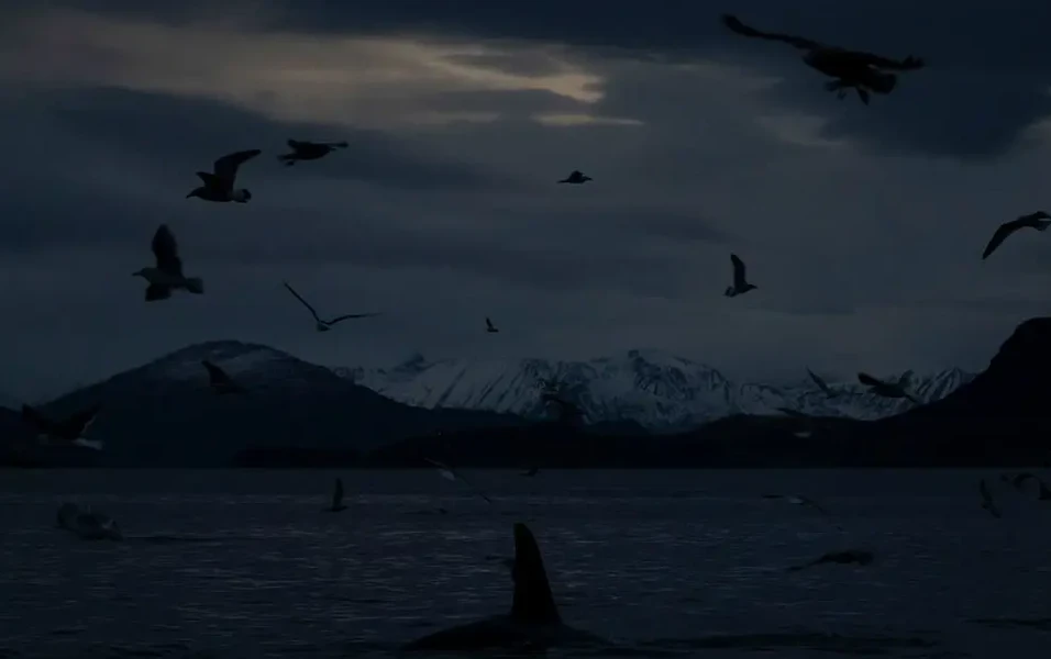 Studies reveal rare orca shark hunts and record-breaking swims