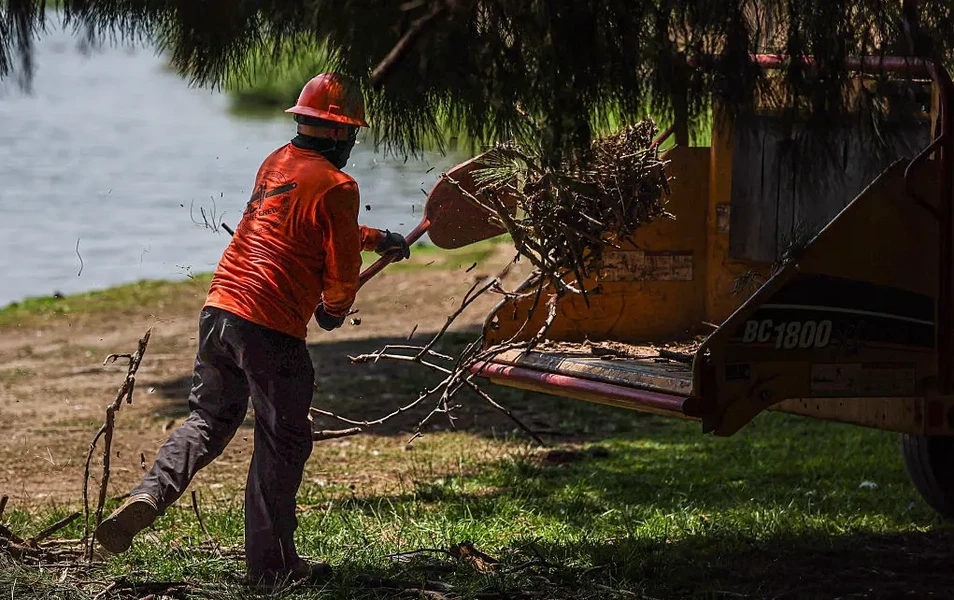 Tree care tips for safer, healthier yards