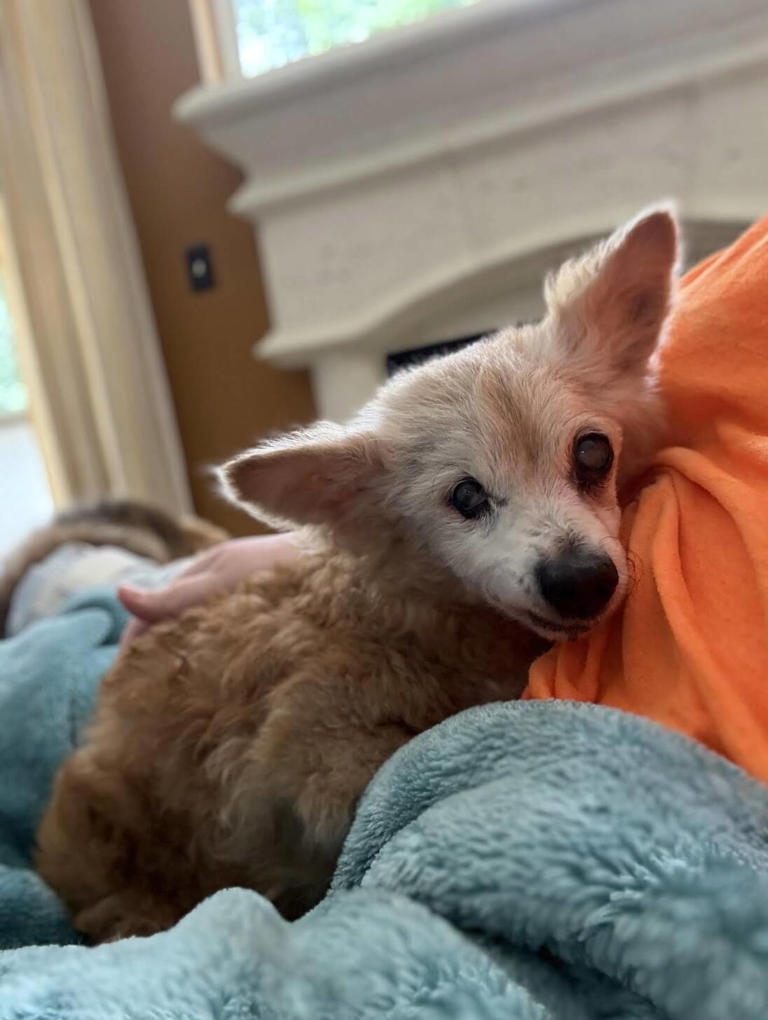 22-year-old dog was returned to the shelter after 15 years with her family