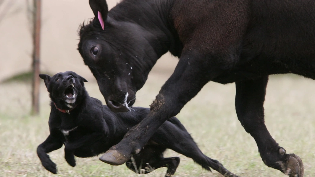 13 legendary ranch dog breeds