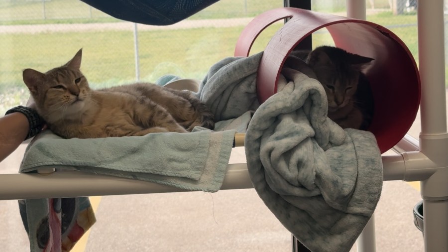 Kirk’s critters: Goshen & Valparaiso
