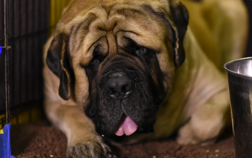 Life with a gentle giant English mastiff