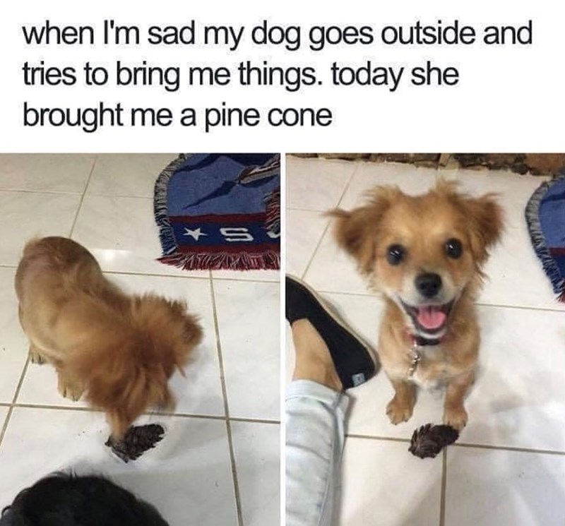 The best heartwarmingly wholesome memes and posts of the week