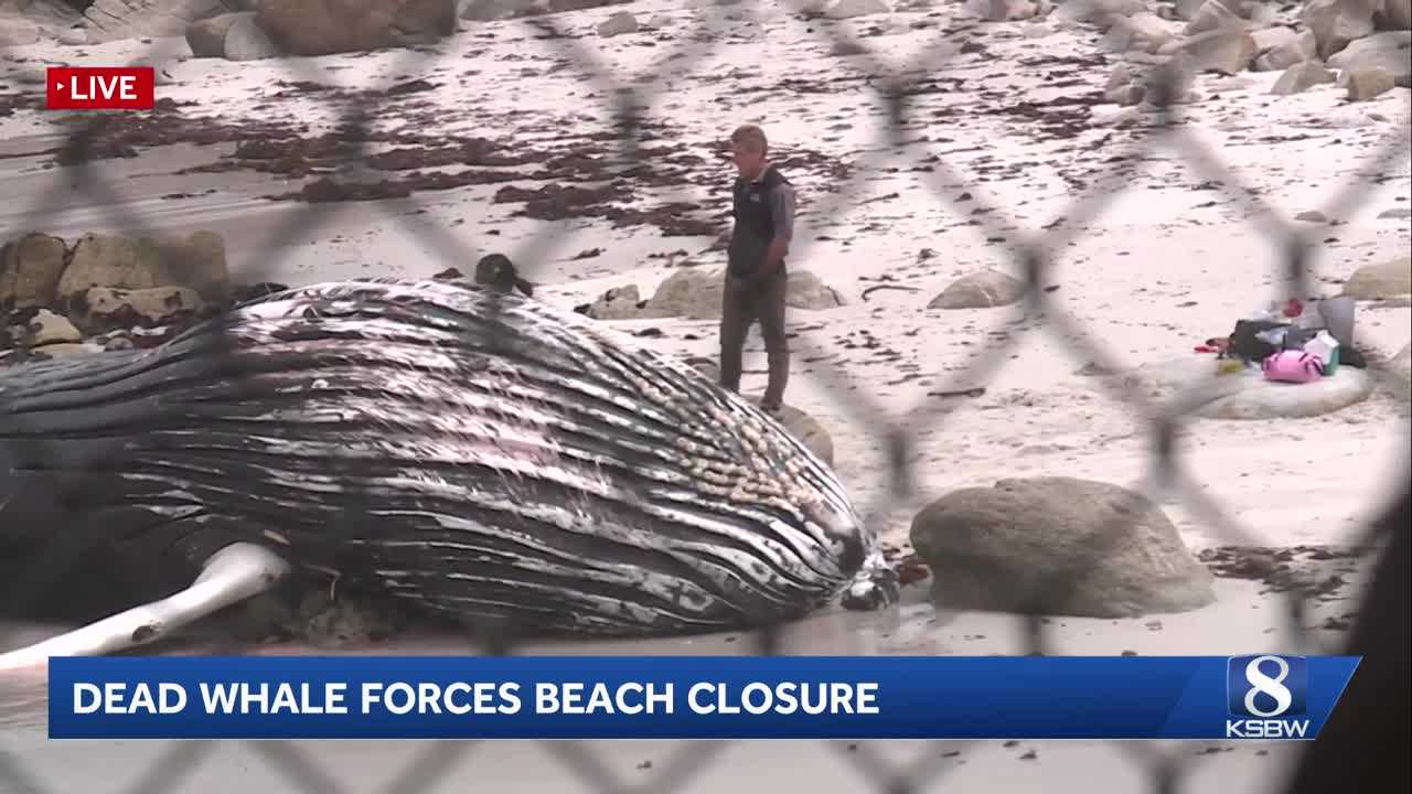 Lovers Point Beach closure extended after dead whale washes ashore