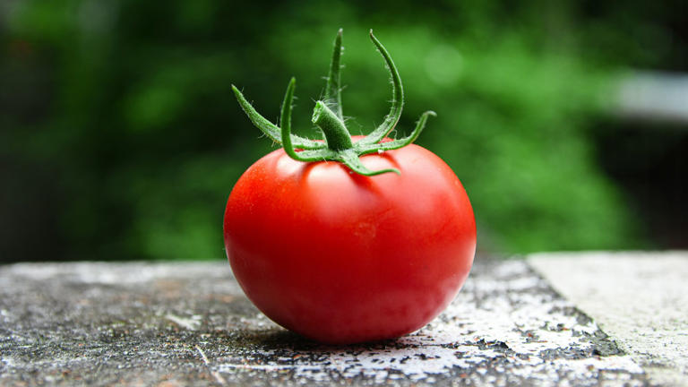 The strange history of the "poison apple"