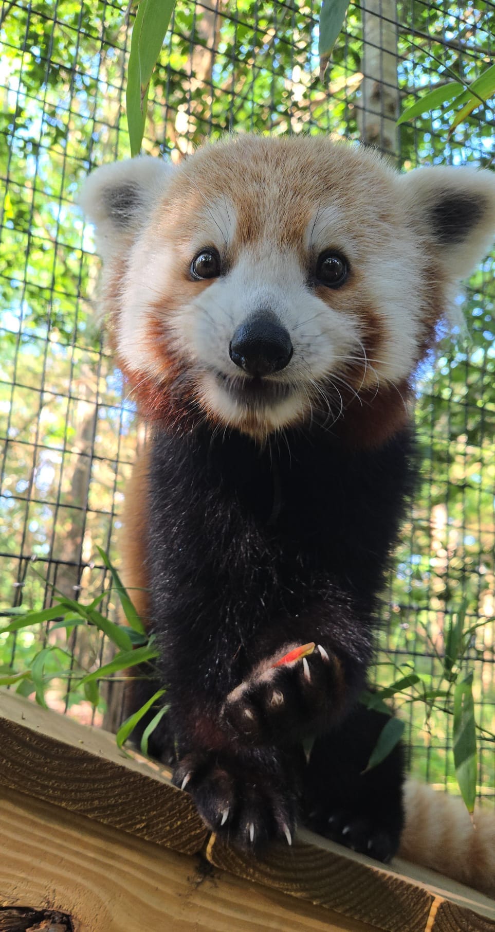 Cape May County zoo welcomes new red panda named Wally