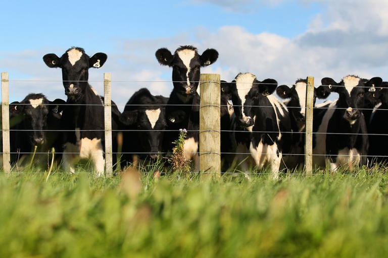 Bacterial infection from drinking raw milk grips MAGA state after RFK ...