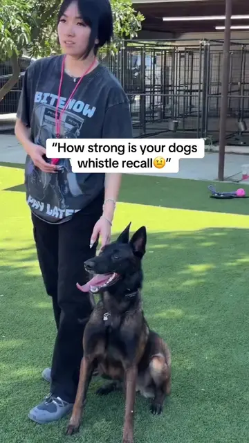 Testing my dogs whistle recall under heavy distraction