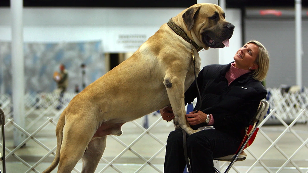 Life with a gentle giant English mastiff