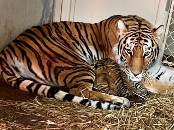Louisville Zoo celebrates birth of tiger cubs