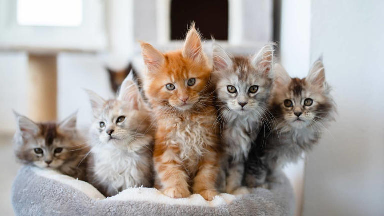 Watch these foster kittens figure out exactly how to escape the pet gate