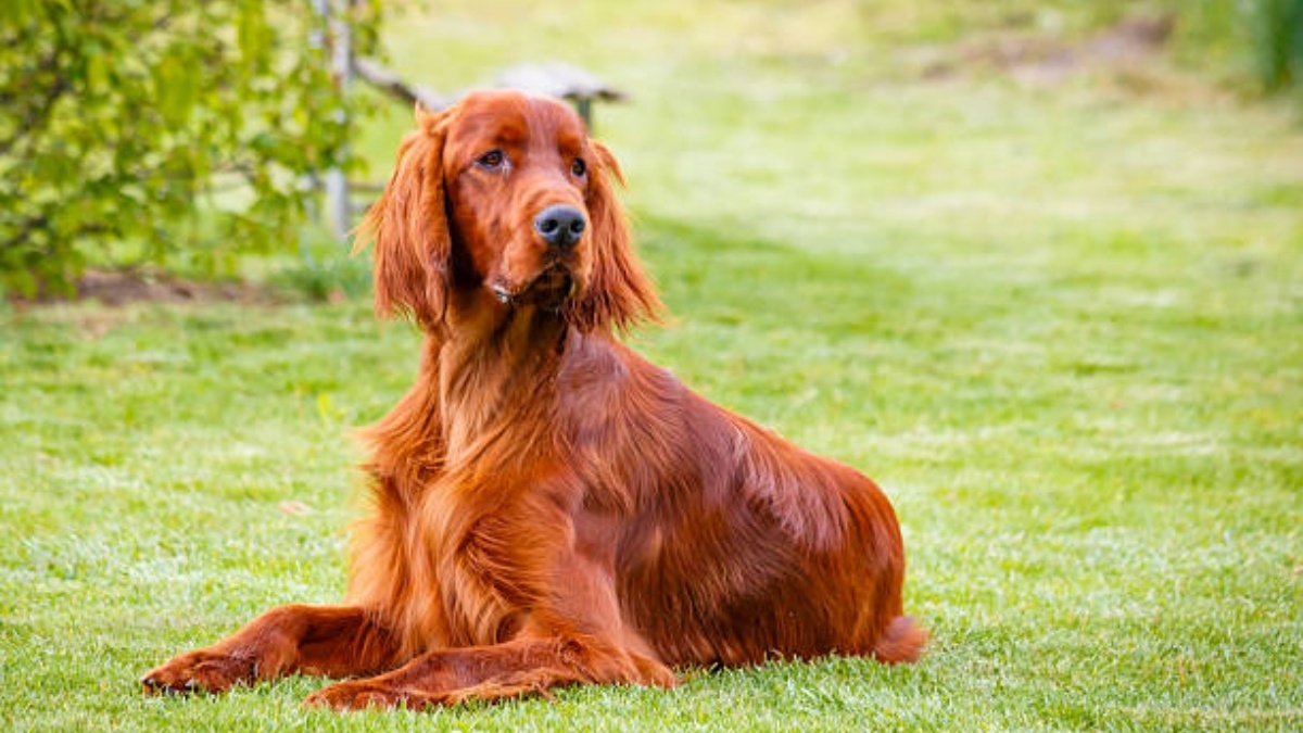 These Dog Breeds Thrive in Family Homes and Love Being Around Kids ...