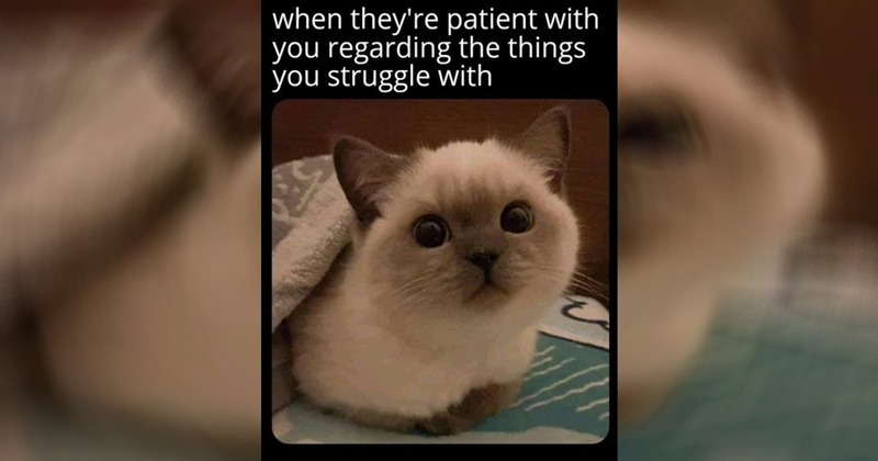 The best heartwarmingly wholesome memes and posts of the week