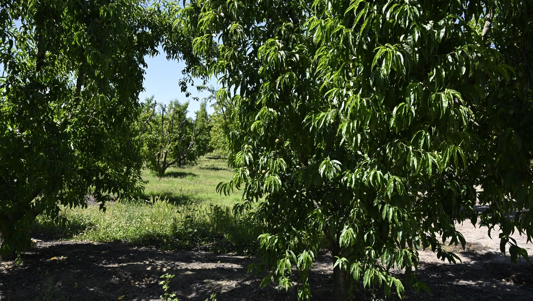 How to grow a thriving mini backyard orchard