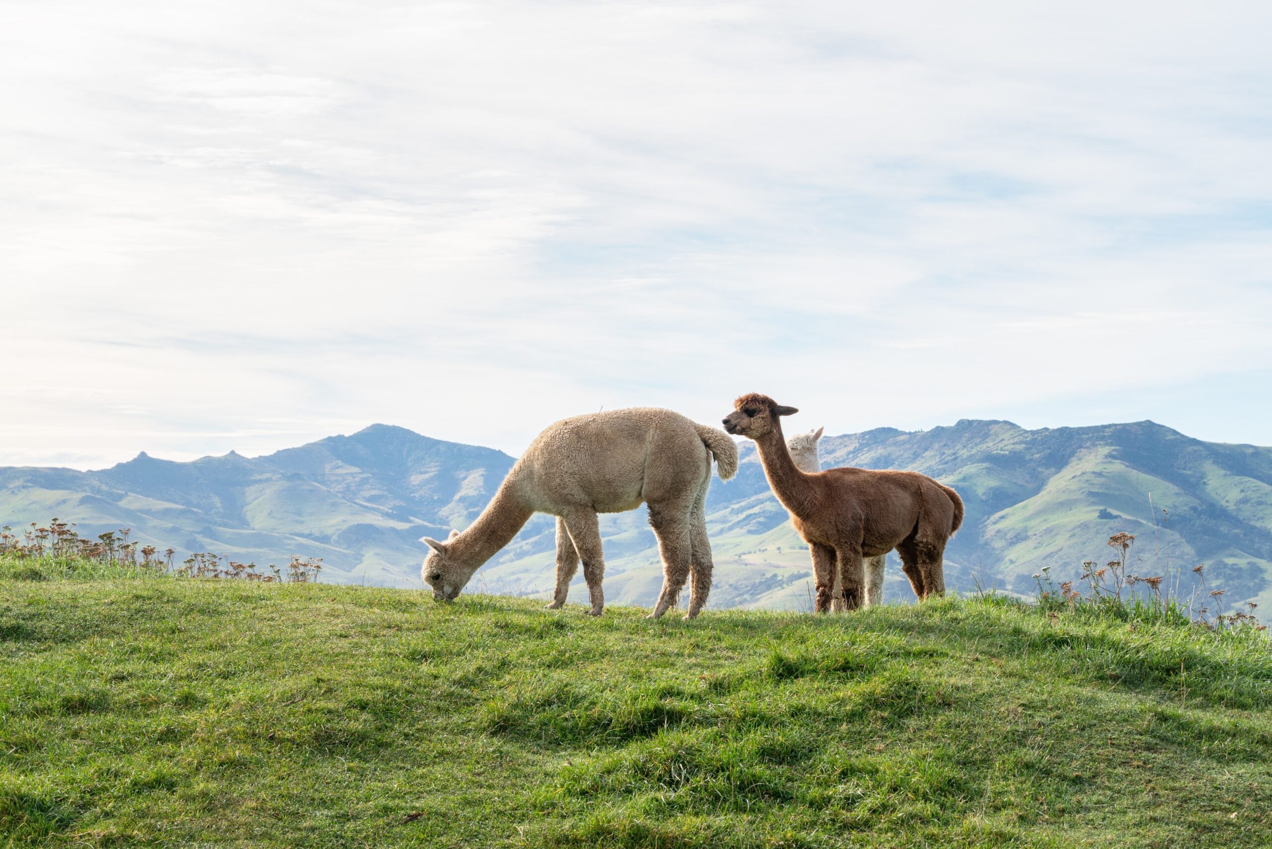 GPS study tracks how animals respond to people across America