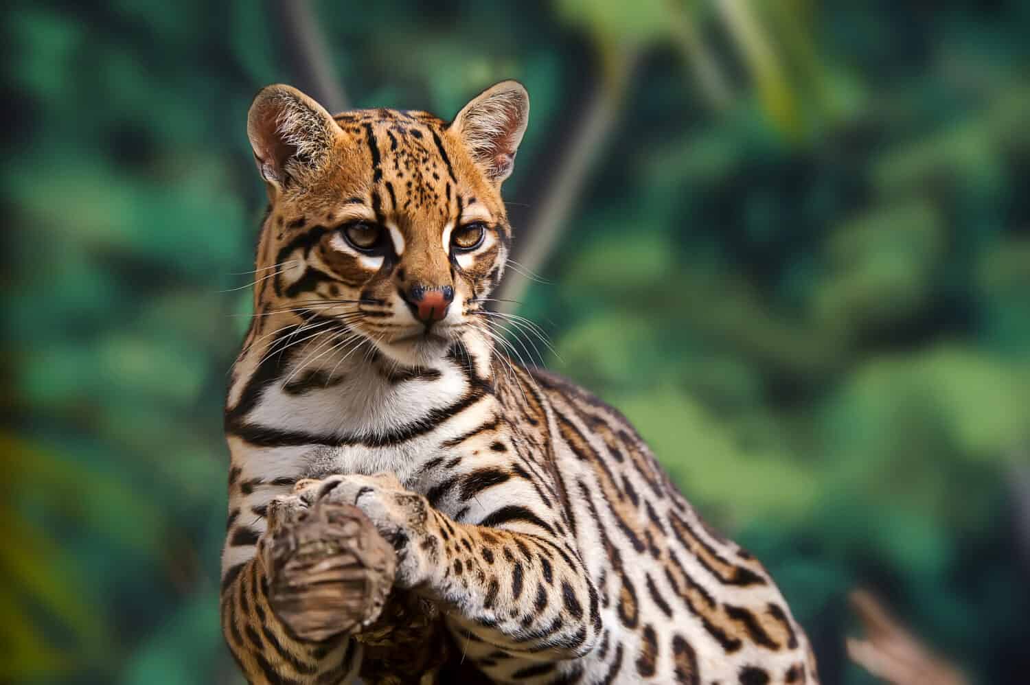 11 animals that are surprisingly legal to own in Texas