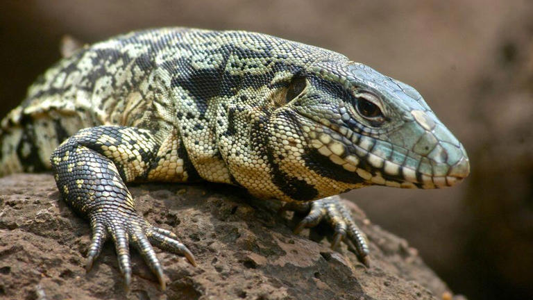 This giant salmonella-carrying invasive lizard is spreading in Georgia ...