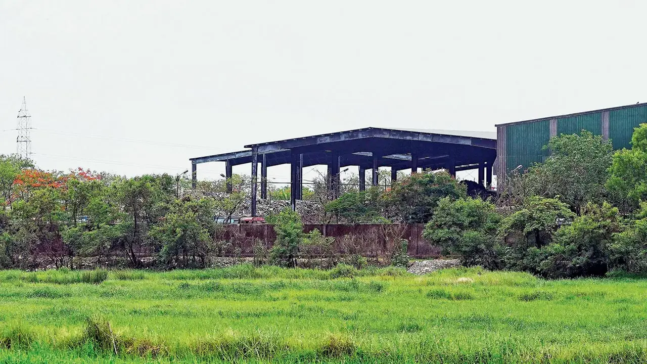 BMC to plant 16,000 trees at Kanjurmarg dumping ground on World ...